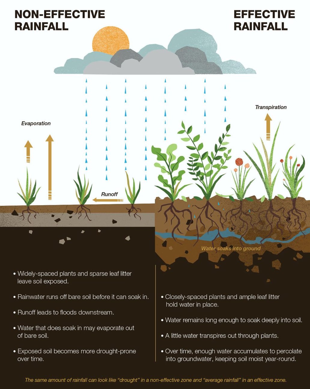 Understanding Effective Rainfall: A Guide for Farmers