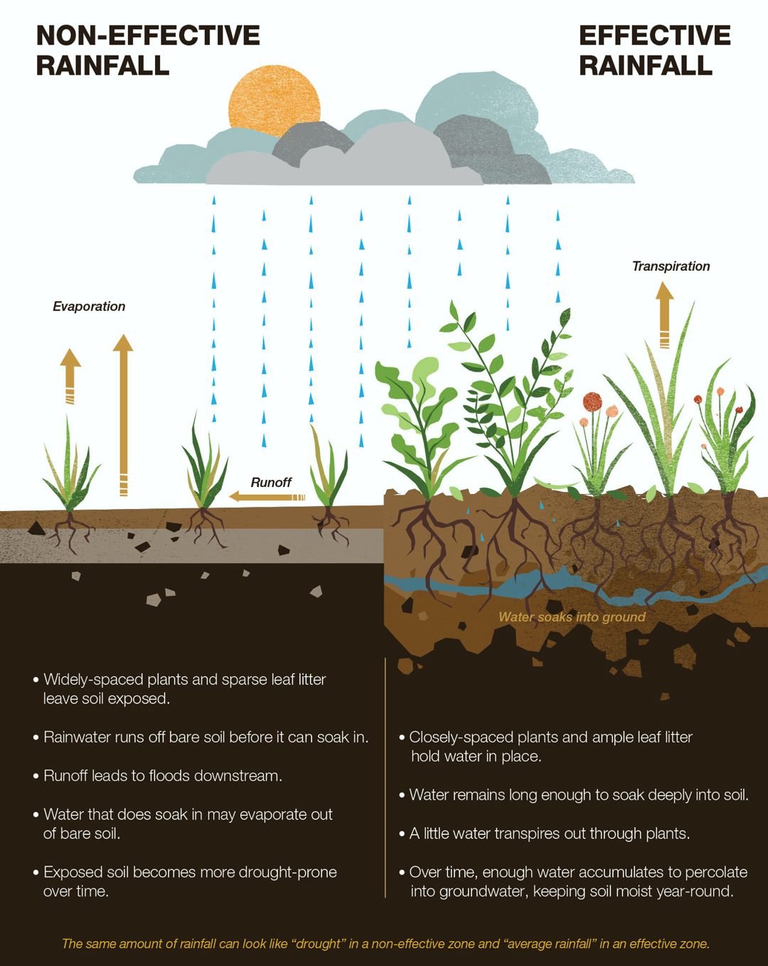 Understanding Effective Rainfall: A Guide for Farmers